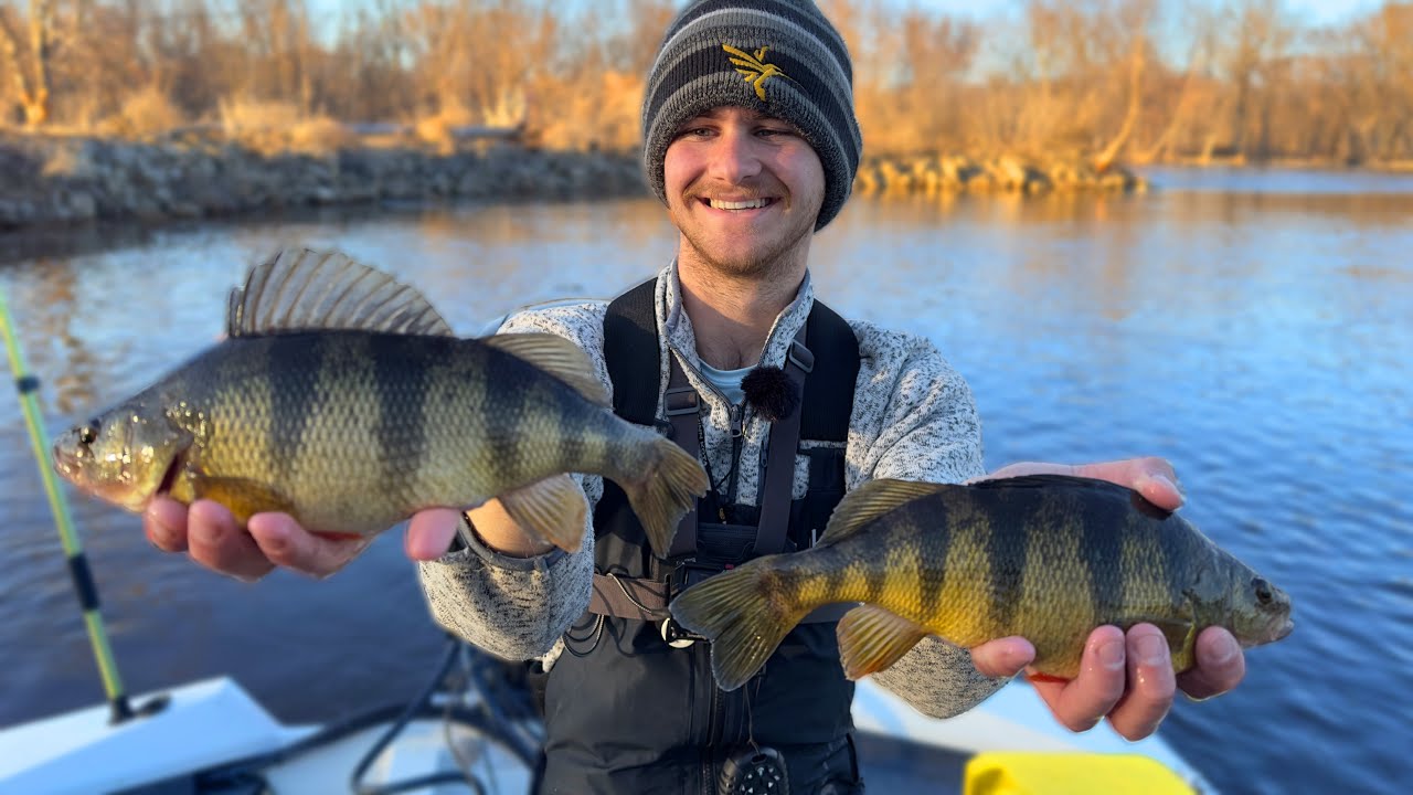 How To Catch Big Perch on the Mississippi River! - YouTube