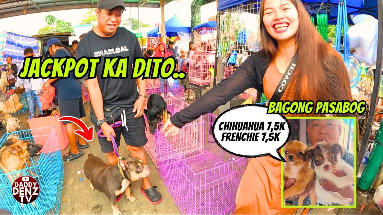 ASTIG PWEDE PANG DOG SHOW, MURA LANG INAALOK.. / FEB. 8 @GROTTO PETS ...