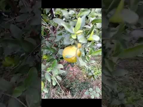 نارنگی # شرق  هرمزگان # سیاهو🌳