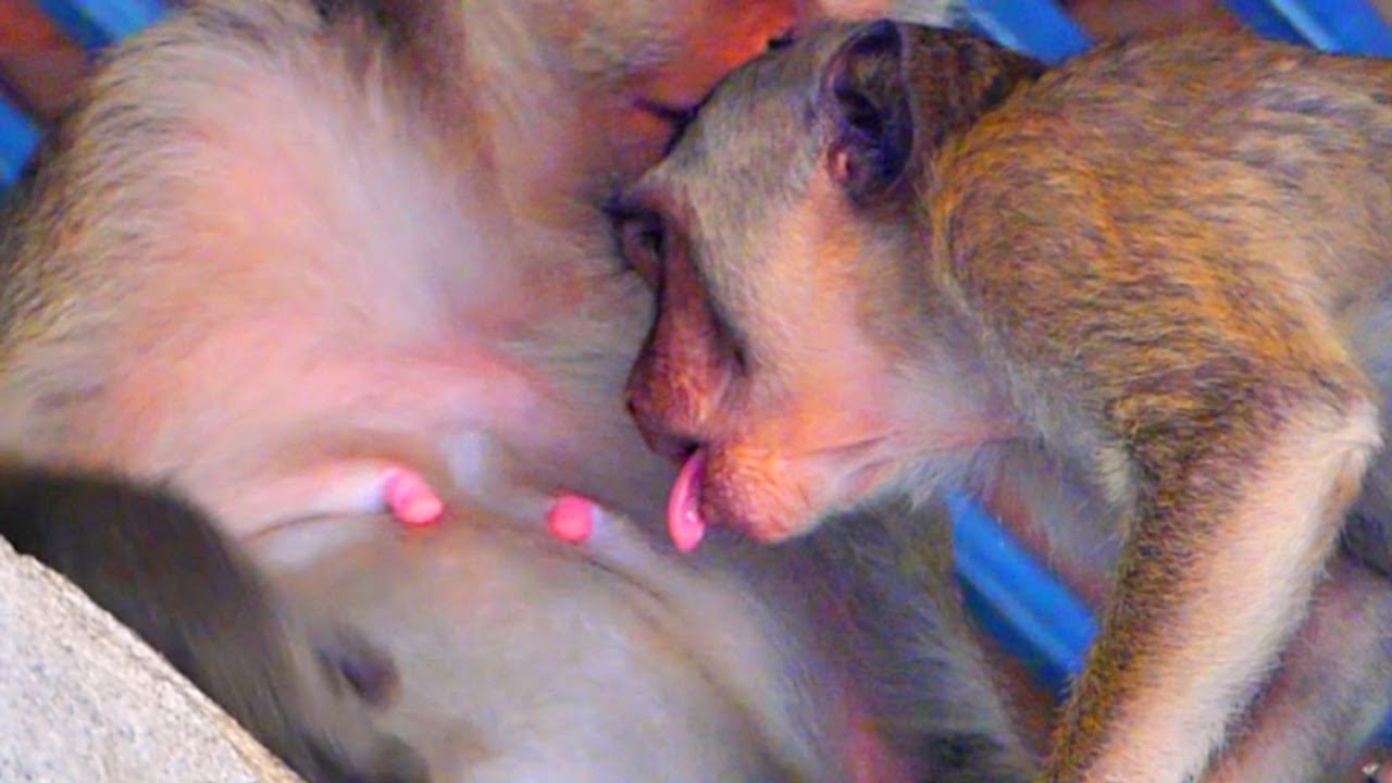 Try to stop laugh, Funny Big child monkey hungry milk. - YouTube