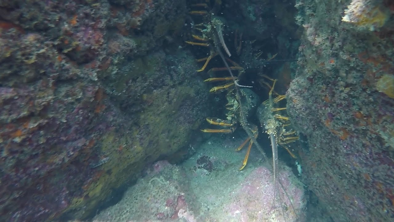 LOTTIN POINT LONG WEEKEND (EAST CAPE) - YouTube