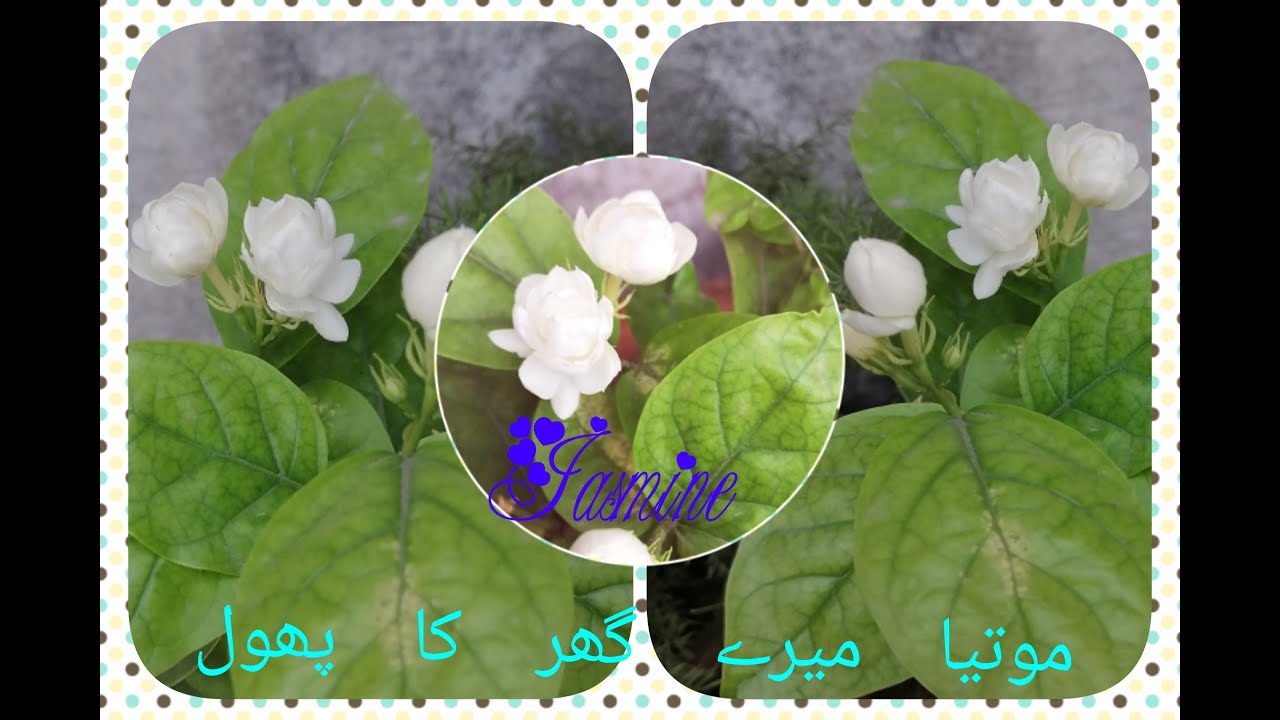 Motia ka phool \ Plants at my home\ Sonam - YouTube