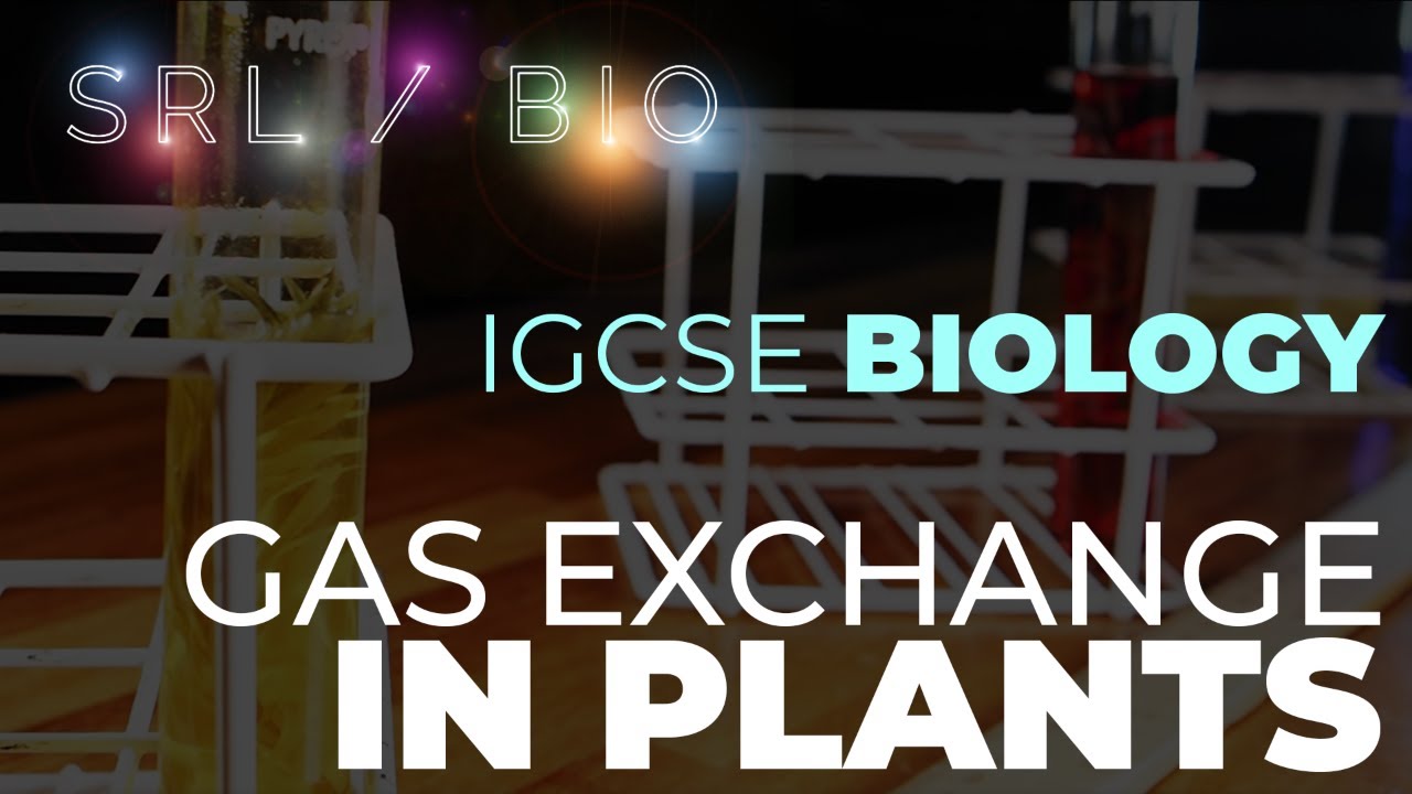 IGCSE Biology Required Practical: Gas Exchange in Plants - YouTube