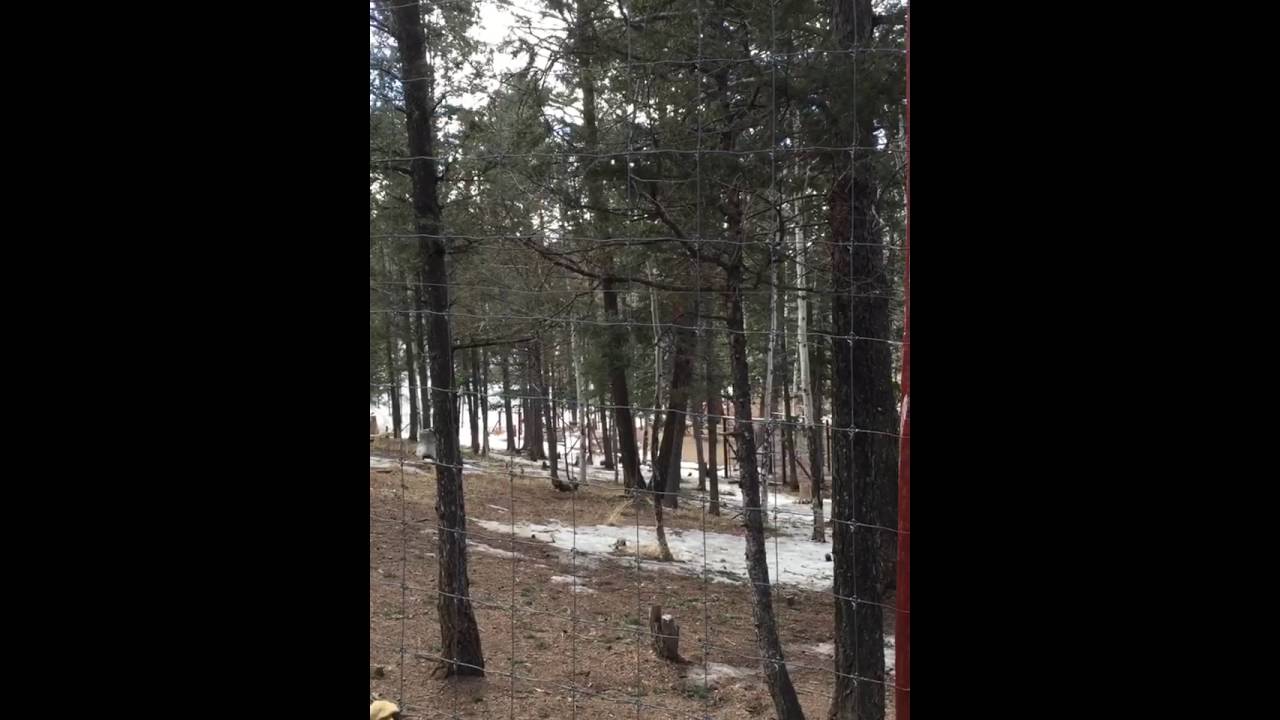 Wolves Howling at Colorado Wolf Sanctuary, Divide, Colorado - YouTube