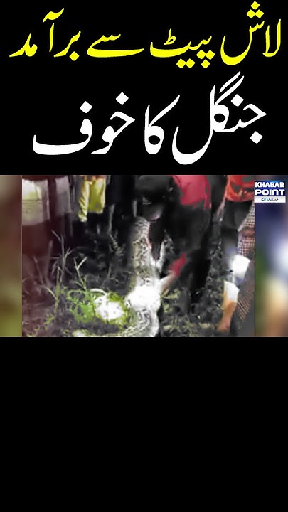 Massive Python Eats Elderly Woman In Indonesia, Pics Of The Snake Goes ...