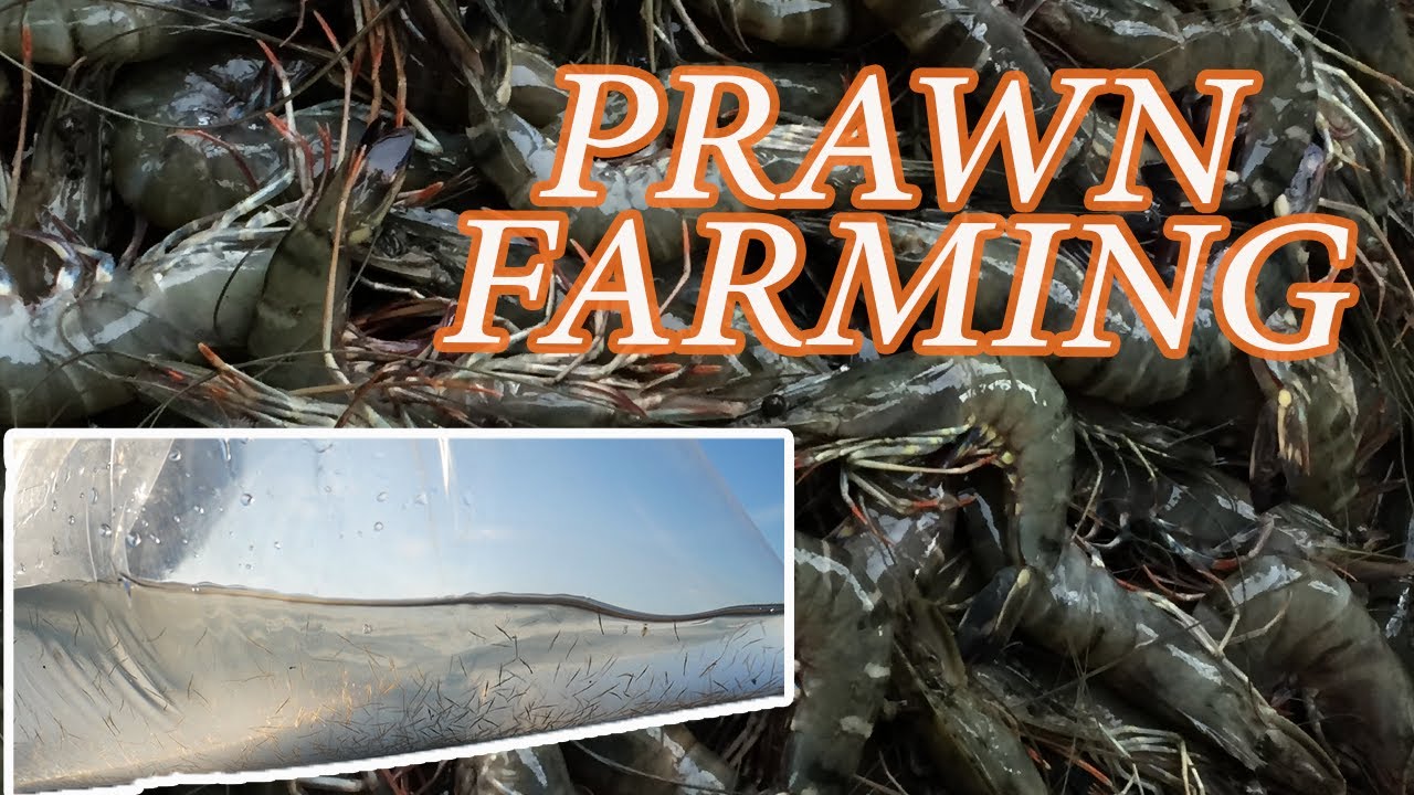 How To Farm Prawn | Paano Mag Alaga ng Sugpo - YouTube