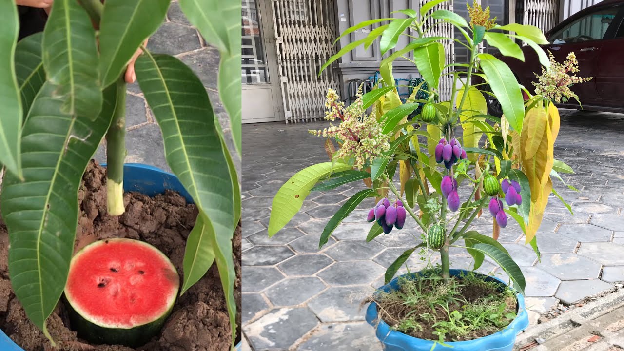 Great to grow mangoes with watermelon - YouTube