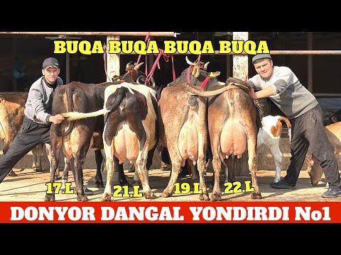 DONYOR DANGAL YONDIRDI🔥XAMMASI BUQA CHEMPION SIGIRLAR😳NARXLAR SUV TEKIN⭐️ULGURIB QOLIN