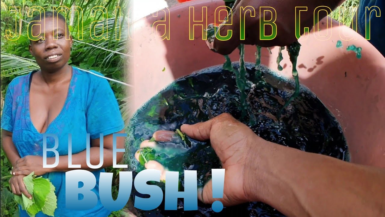 The Jamaican BLUE BUSH | Jamaican herb tour | powerful bush! natural ...