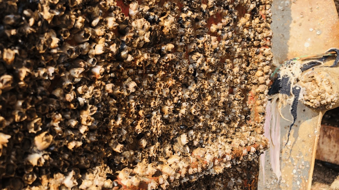 Barnacles removal gone viral – You’ve NEVER seen anything like this ...