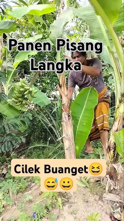 Panen Pisang Langka - YouTube