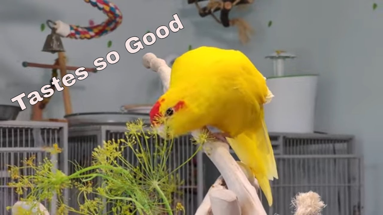 I gave my birds a bouquet of fresh Dill - YouTube