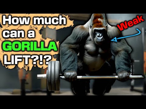 How Much Can A Full Grown Gorilla Lift