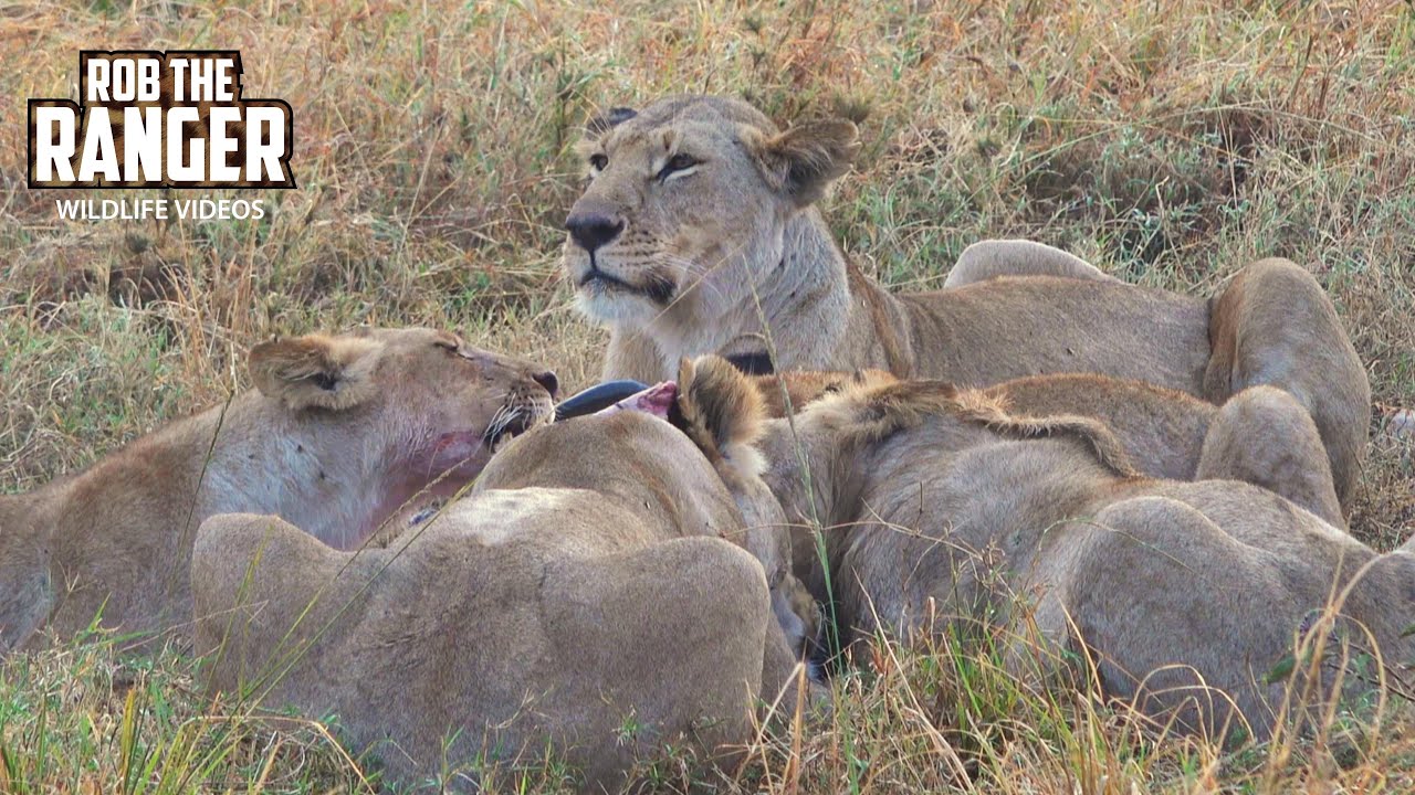 Lion Pride Feeds On Two Gnu | Maasai Mara Safari | Zebra Plains - YouTube