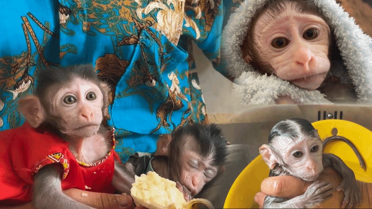 How to take a bath for newborn Monkeys. | Daily life action. - YouTube
