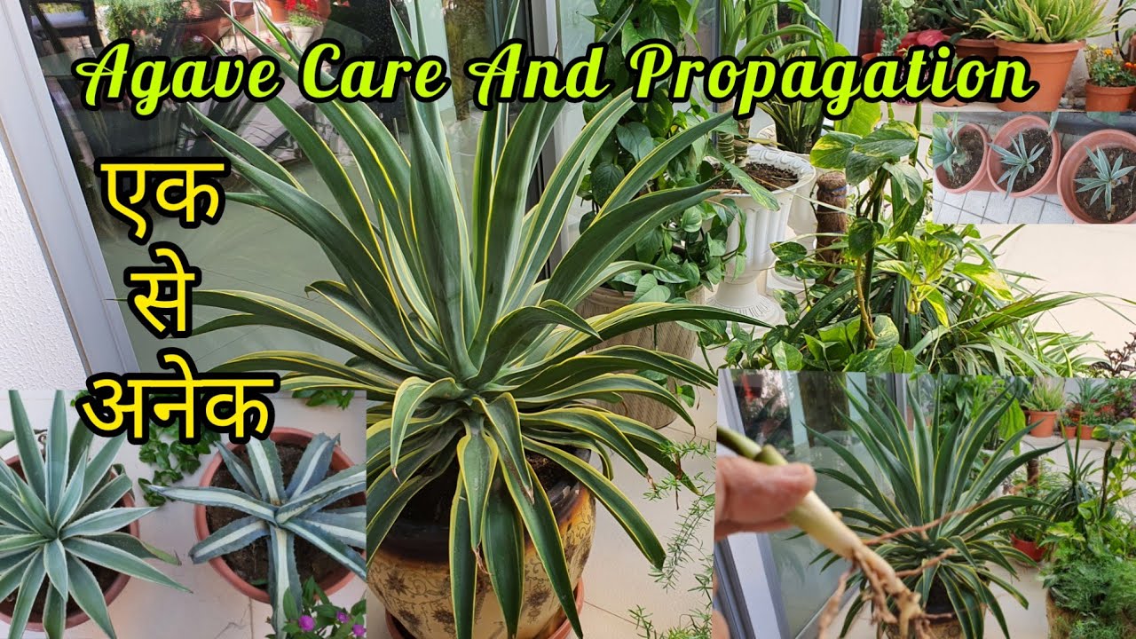 Agave Plant Care And Propagation / Multiplying Agave / propagation Of ...