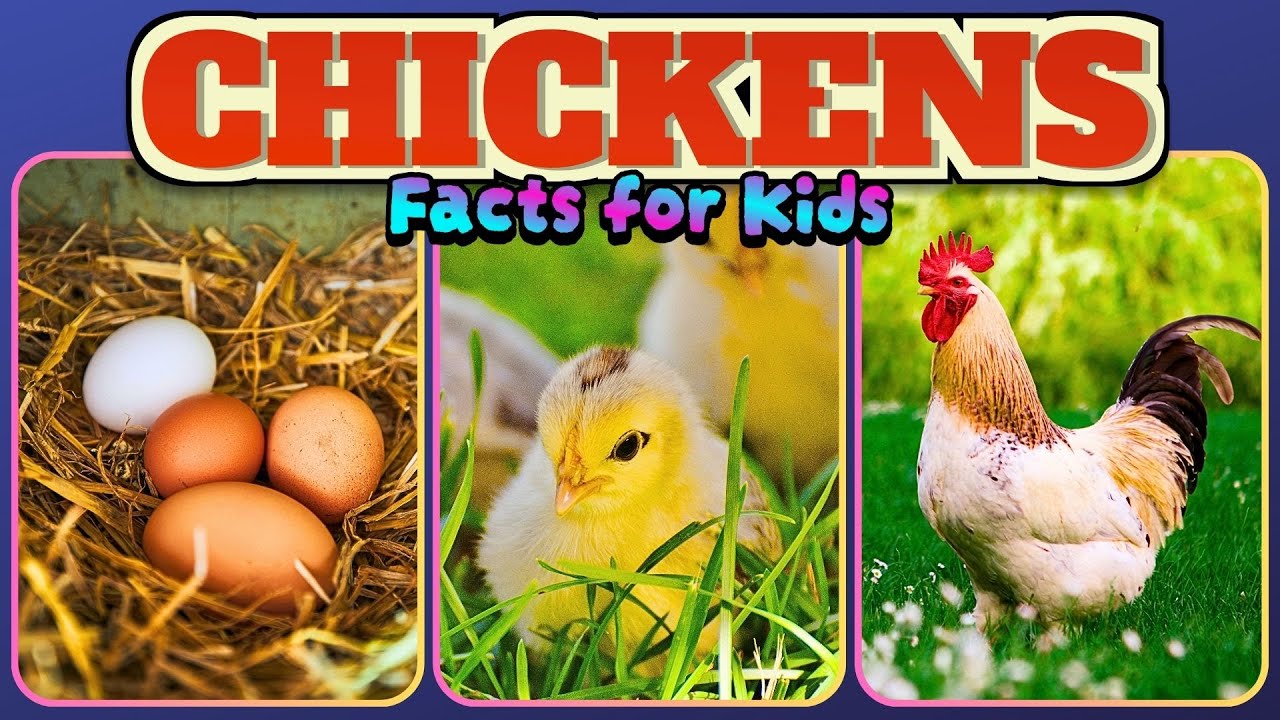 Fun FACTS About Chickens You Never Knew 🐓 | Facts for Kids - YouTube