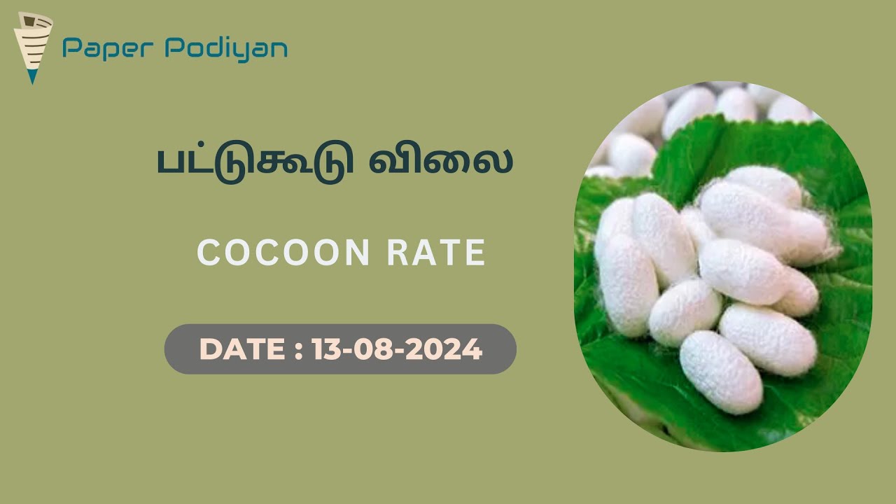 Mulberry Cocoon Price-13-08-24 Cocoon Markets #cocoon #agri # ...