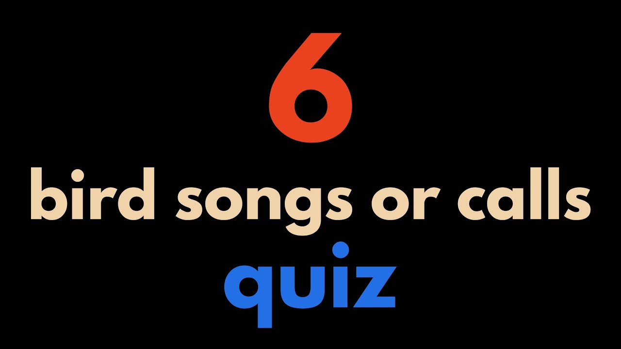 6 bird songs or calls quiz - YouTube