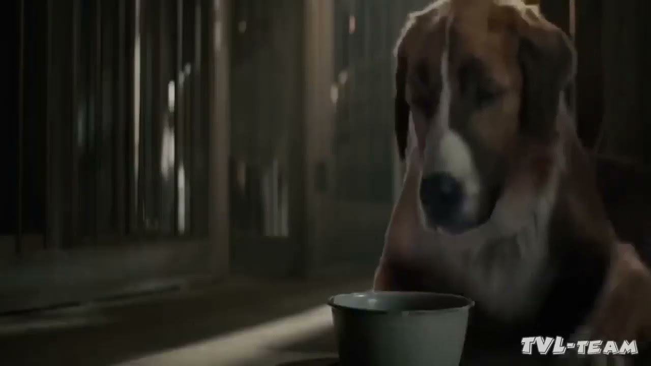 un perro increible pelicula completa en español latino - YouTube