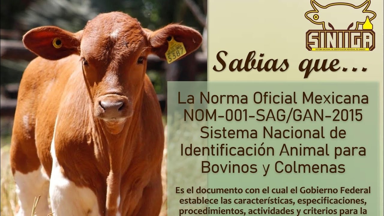 PARA QUE SIRVE EL ARETE SINIIGA EN SISTEMA-BOVINOS CARNE PARA DAR ...