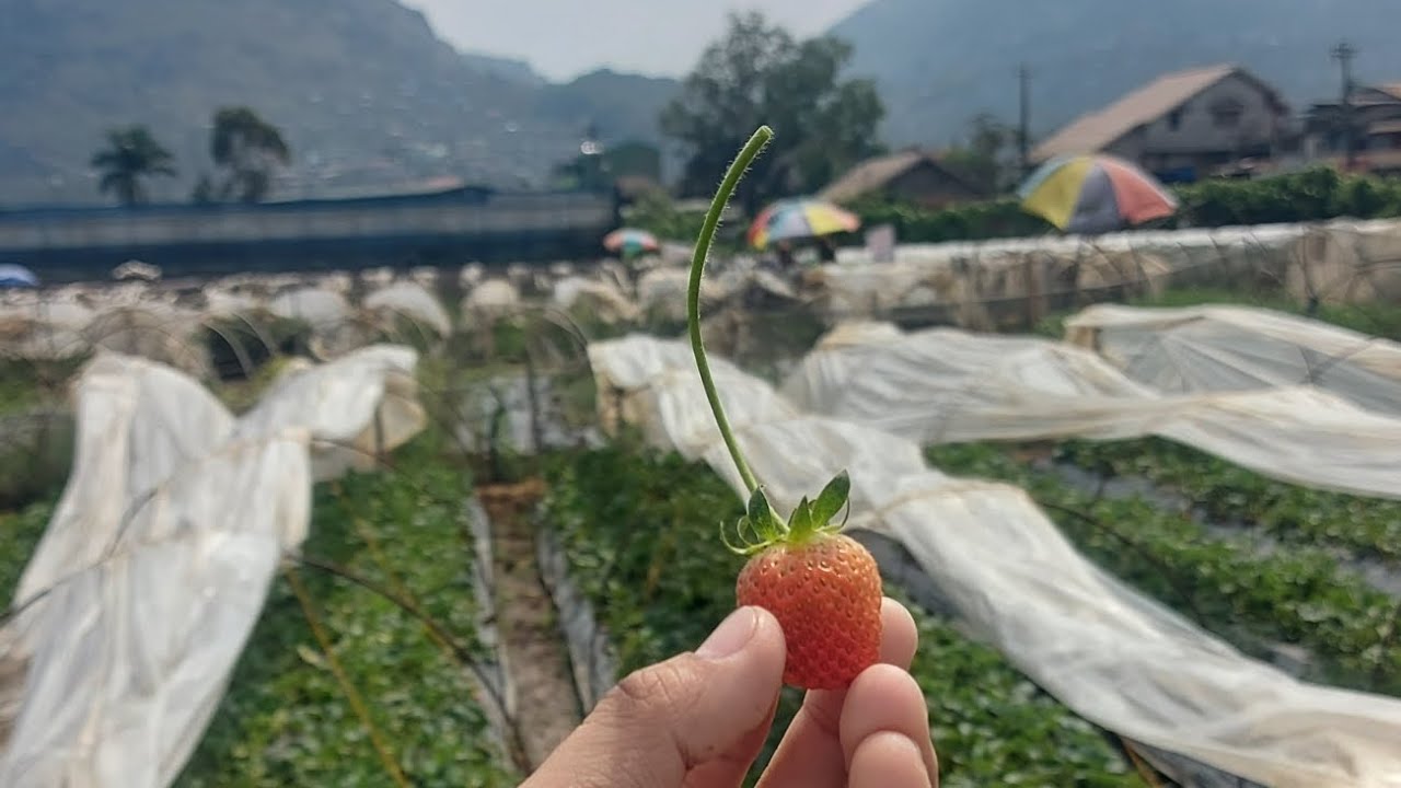 @ Strawberry Valley🍓 and Mines View Park 🏕 withs Fam. - YouTube
