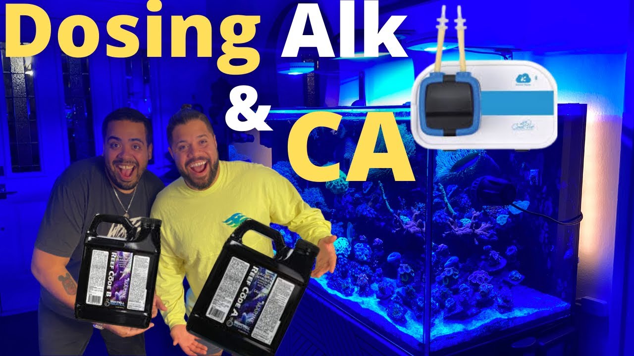 Dosing ALK and CA! Kamoer Dosing Pump! - YouTube