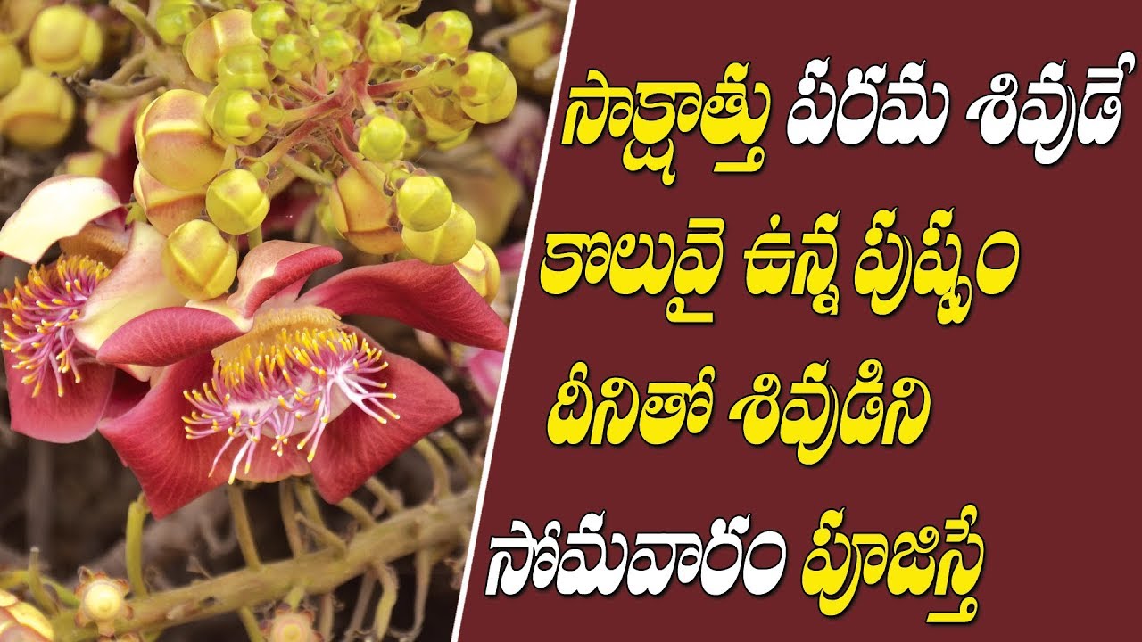 Most Beatiful Tree & Flowers Shiva Linga Pushpam || Nagamalli Pushpam ...