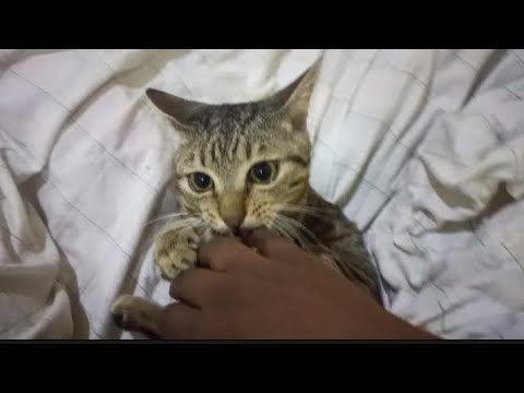 love bites from tabby cat turn rough - YouTube