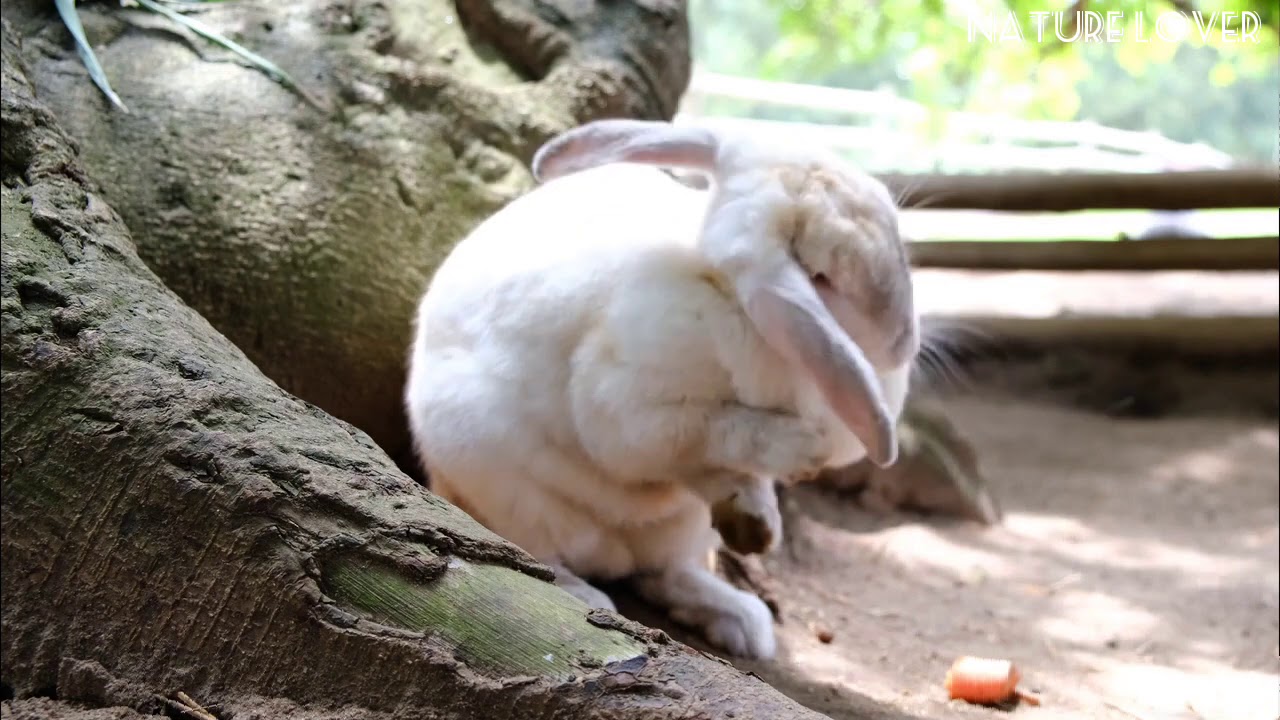 rabbit videos///baby rabbits crying///baby rabbits playing - YouTube