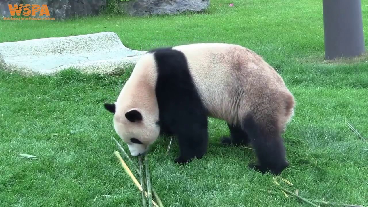 baby pandas playing Learn about the habitat of the panda african ...