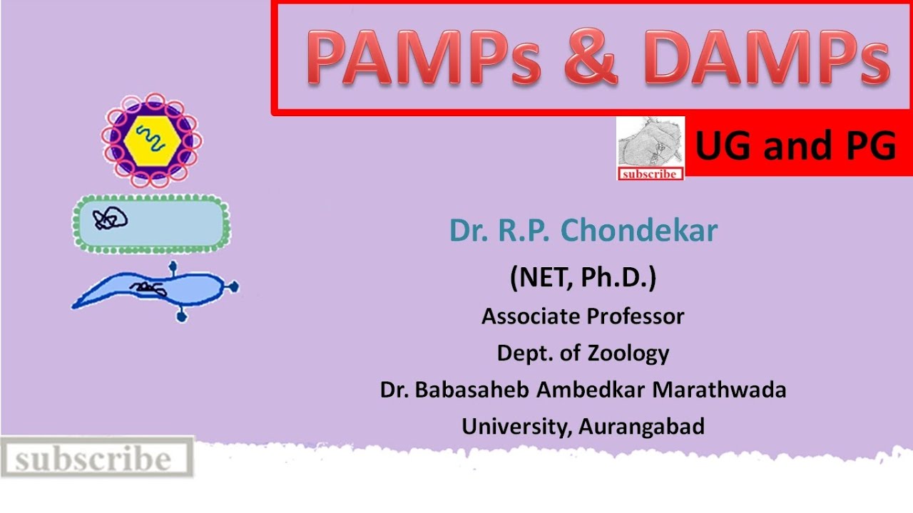 PAMPs AND DAMPs - YouTube