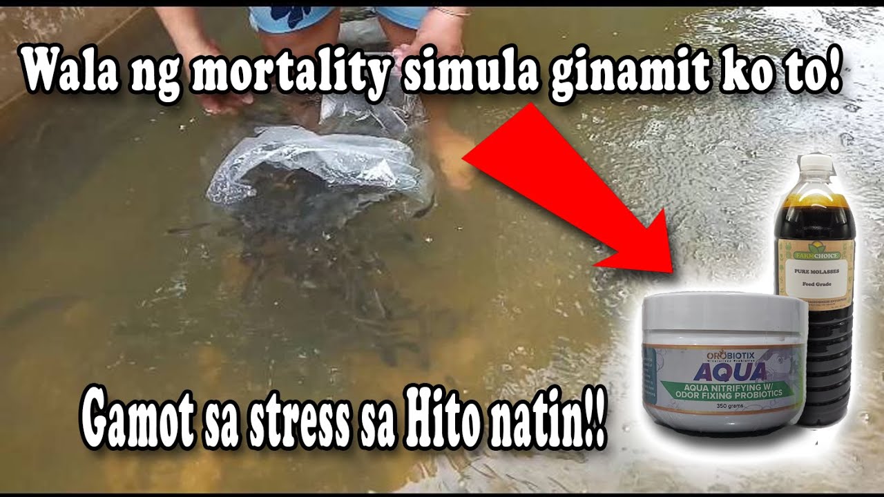 Hito farming using Orobiotix para iwas mortality sa isda | Mag-alaga ng ...