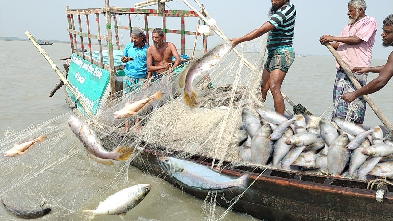 নদীতে বন্যার পরে বড় ইলিশ ও বড় পোয়া মাছ সমান সমান!!Live Fisherman big ...