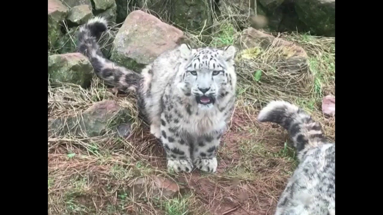 Snow Leopard yawning huge teeth fab .. In Zoo South Lake Safari Zoo ...