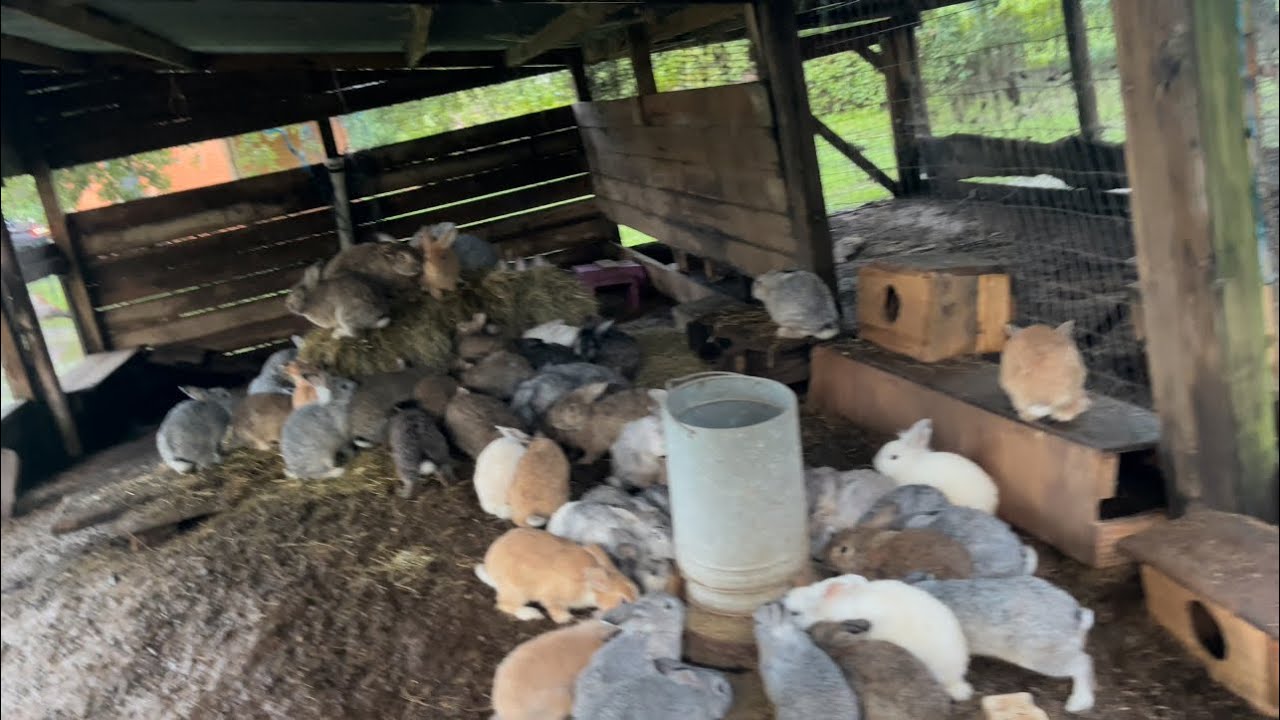 Hurricane Debbie soaked the rabbit habitat. NO TALKING - YouTube