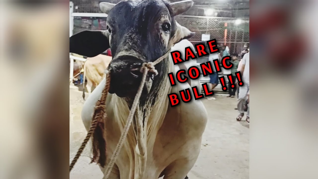 MUST WATCH! Rare Breed Bull Front View | DairySun Agro #cattle # ...