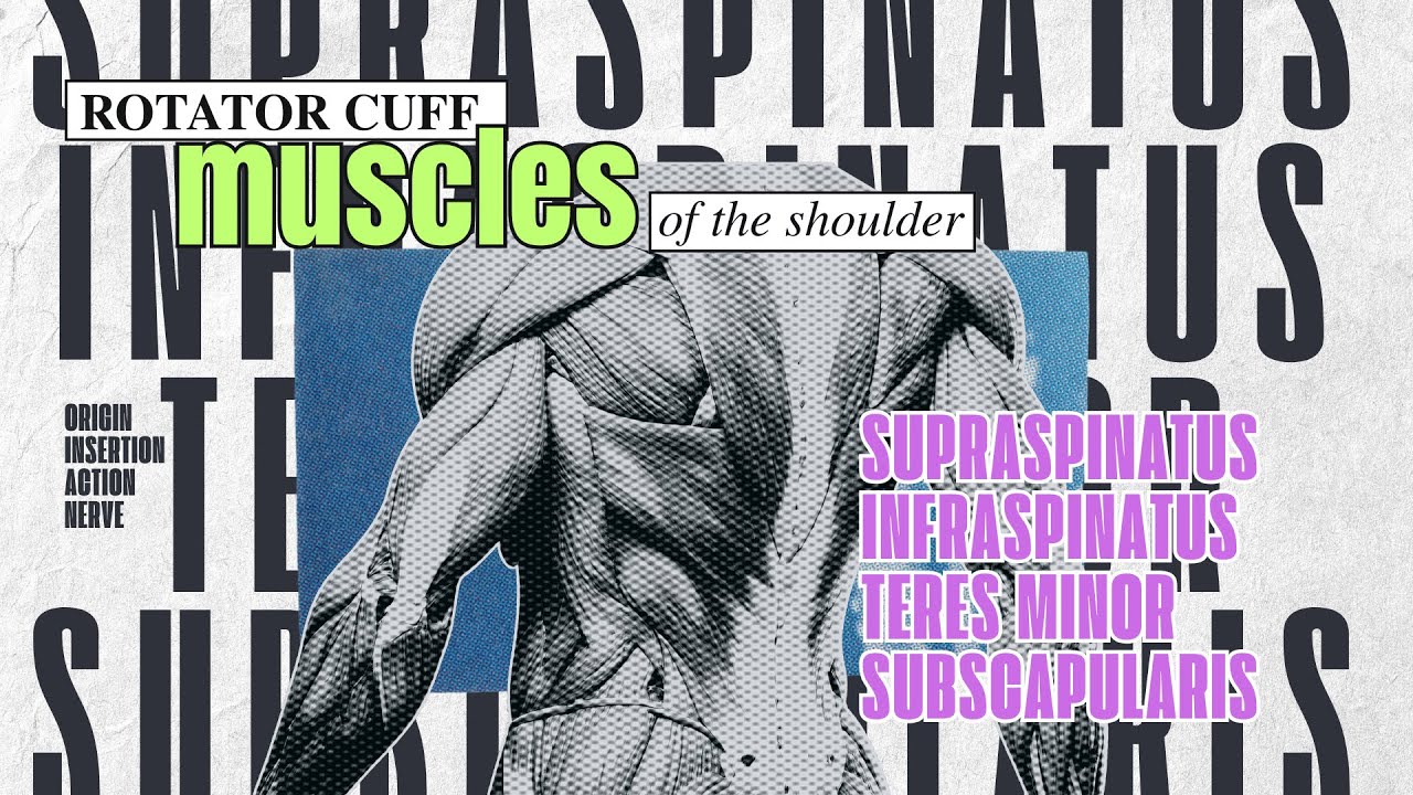ROTATOR CUFF muscles | Supraspinatus, Infraspinatus, Teres Minor ...