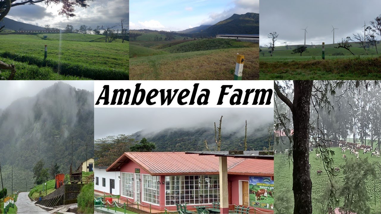 Ambewela Farm...A perfect place to get away from Busy city Life. - YouTube