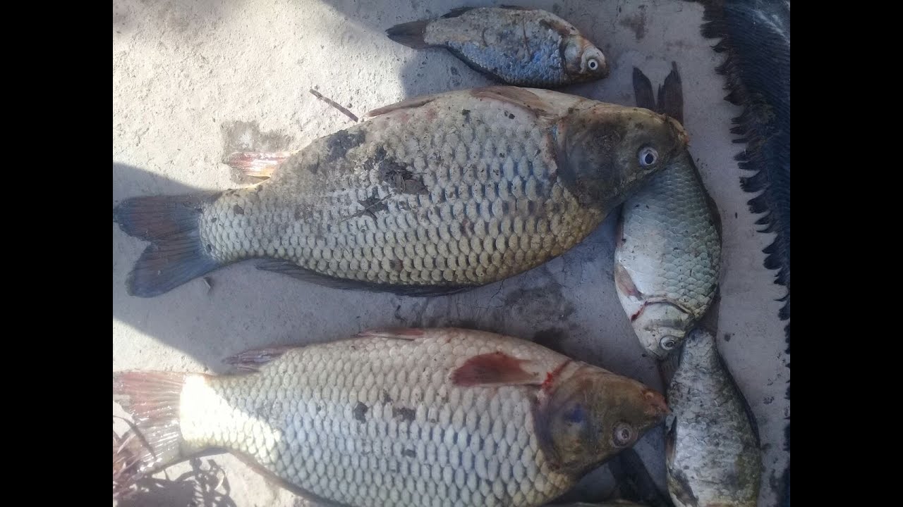 Qarmoqda baliq ovlash // Baliq ovi yangi sezon 2021 - YouTube