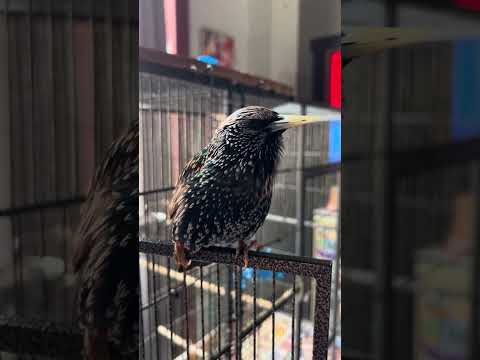 Is there some kind of record for Longest Starling Song? - YouTube