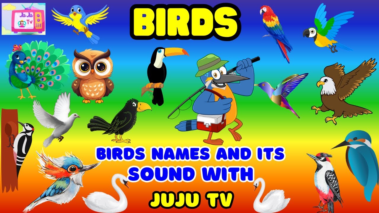BIRDS Names and Sounds in English With JuJu Tv - YouTube