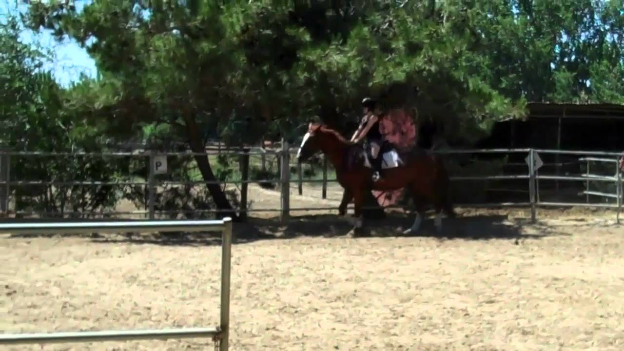 Riding A Huge Grand Prix dressage horse - YouTube
