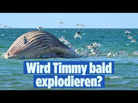🔴 WAL TIMMY droht zu platzen – er bläht sich immer weiter auf | BILD LIVE