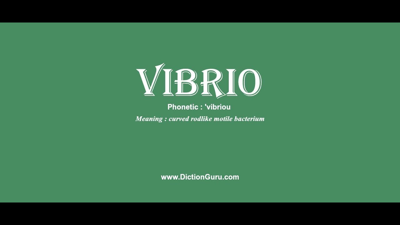 vibrio: Pronounce vibrio with Meaning, Phonetic, Synonyms and Sentence ...