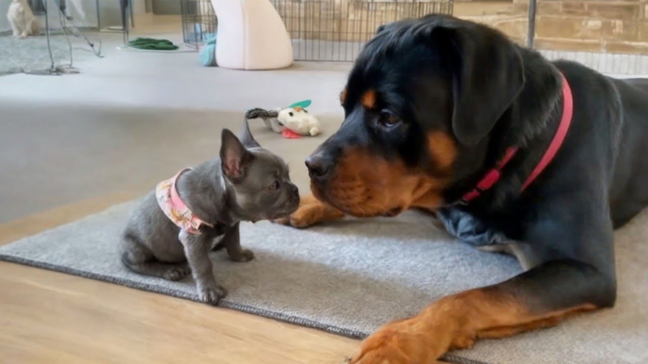 GIANT Rottweiler Meets TEENY Puppy for the First Time! - YouTube