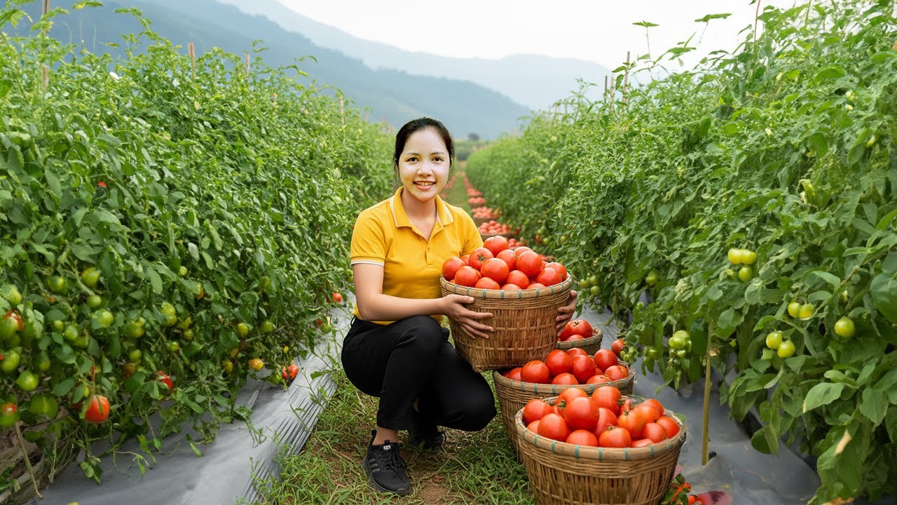 TIME LAPSE - Harvesting Wonderful Tomatoes & Goes to the market Sell ...