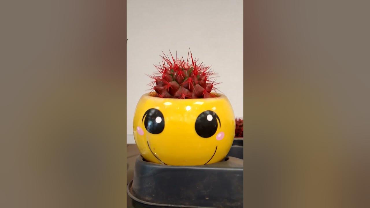 #кактус#вгоршочке#shorts#тюмень - YouTube