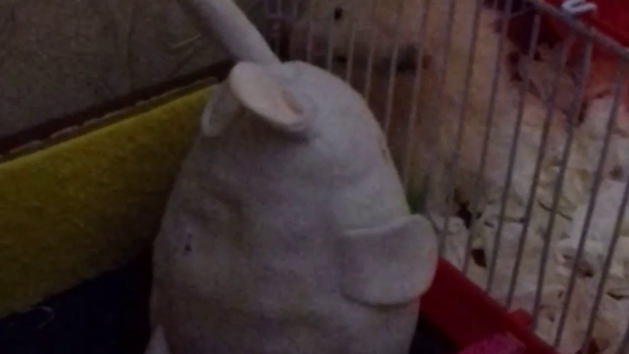 It's WomWom time!😀 - YouTube