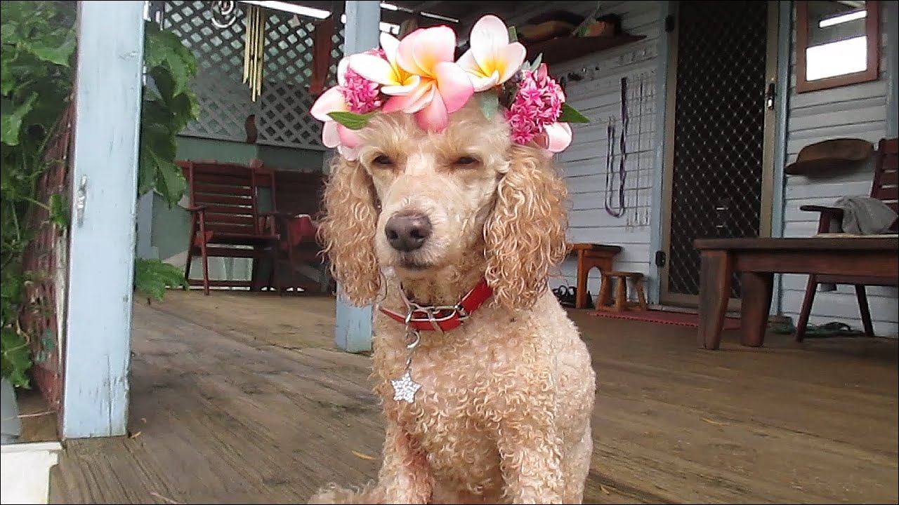 Shadow (Poodle x) ... I'm so pretty - YouTube